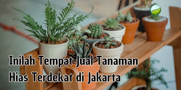 10 Tanaman Indoor Kantor Yang Wajib Ada di Kantor Untuk Suasana Lebih ...